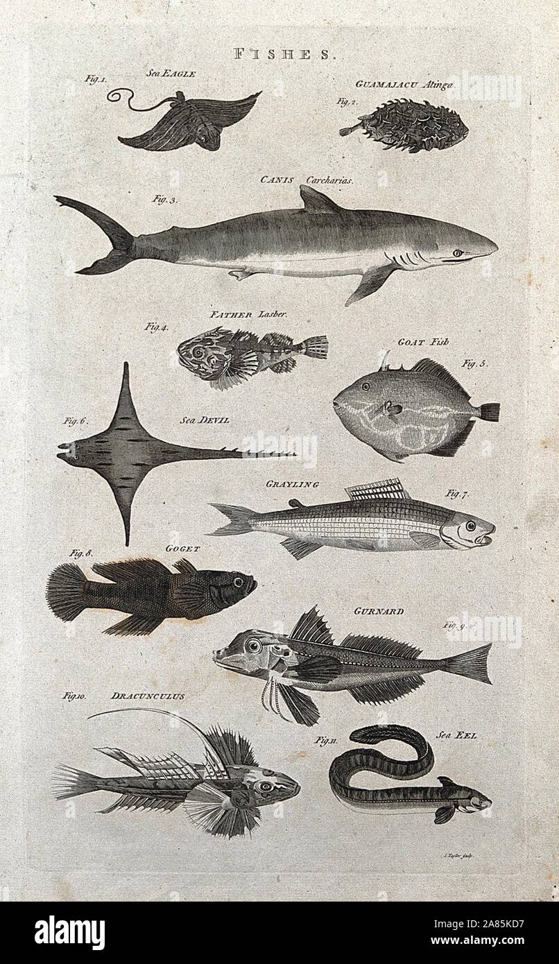 Simple goat logo hi-res stock photography and images - Alamy