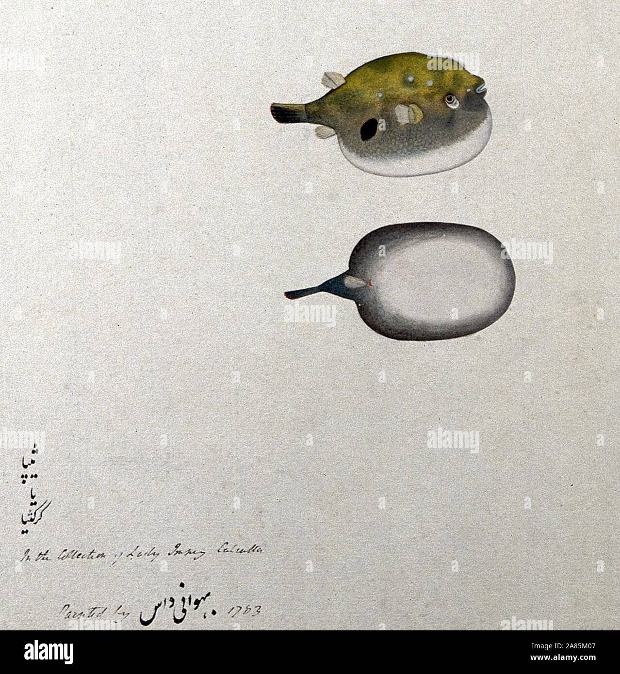 Lateral views hi-res stock photography and images - Alamy