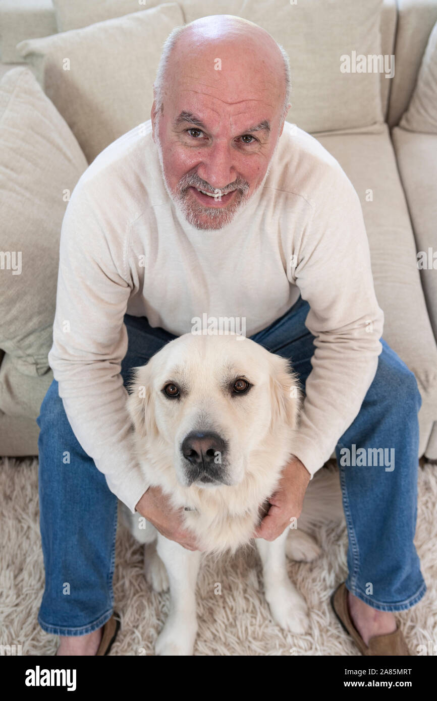Elderly Golden Retriever High Resolution Stock Photography and Images ...