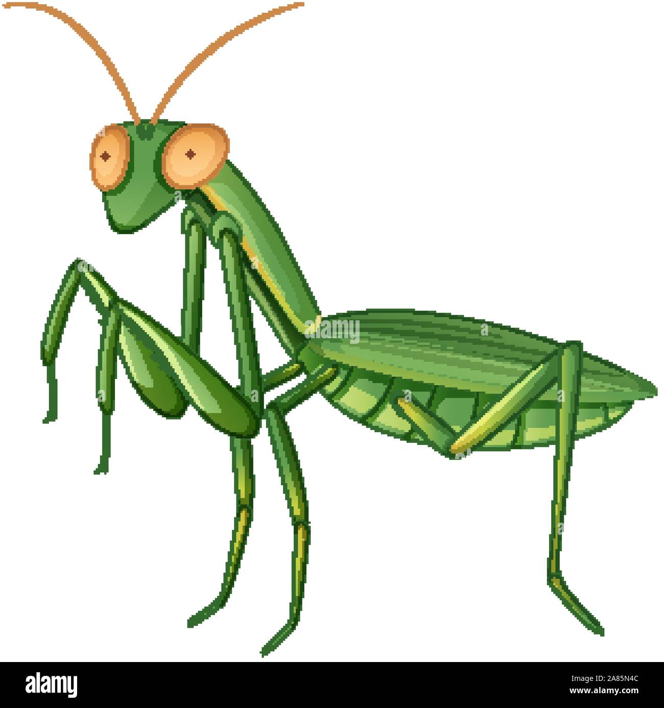Gpraying mantis on white background illustration Stock Vector Image ...