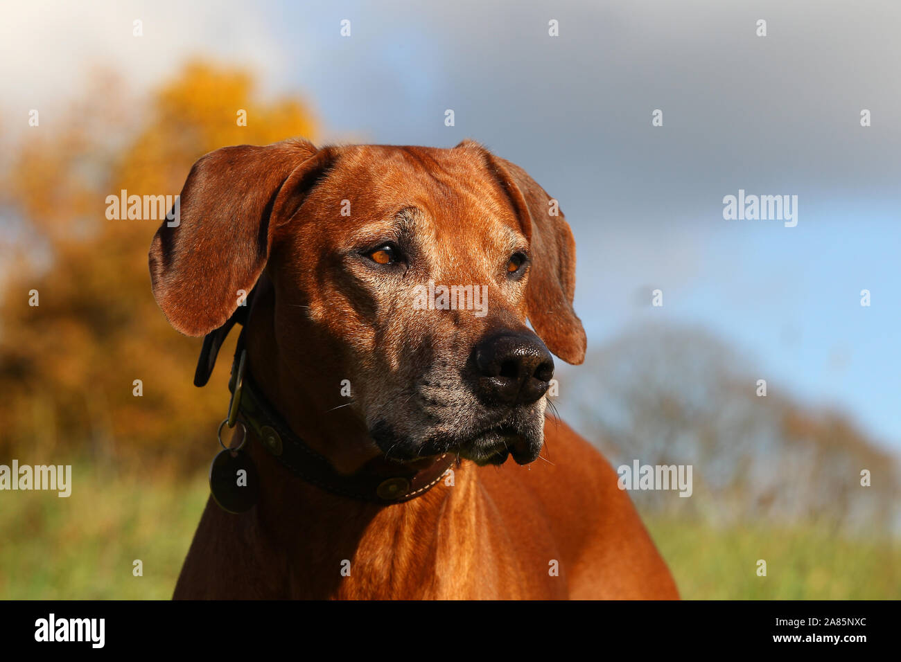 Rhodesian ridgeback in action hi-res stock photography and images - Alamy