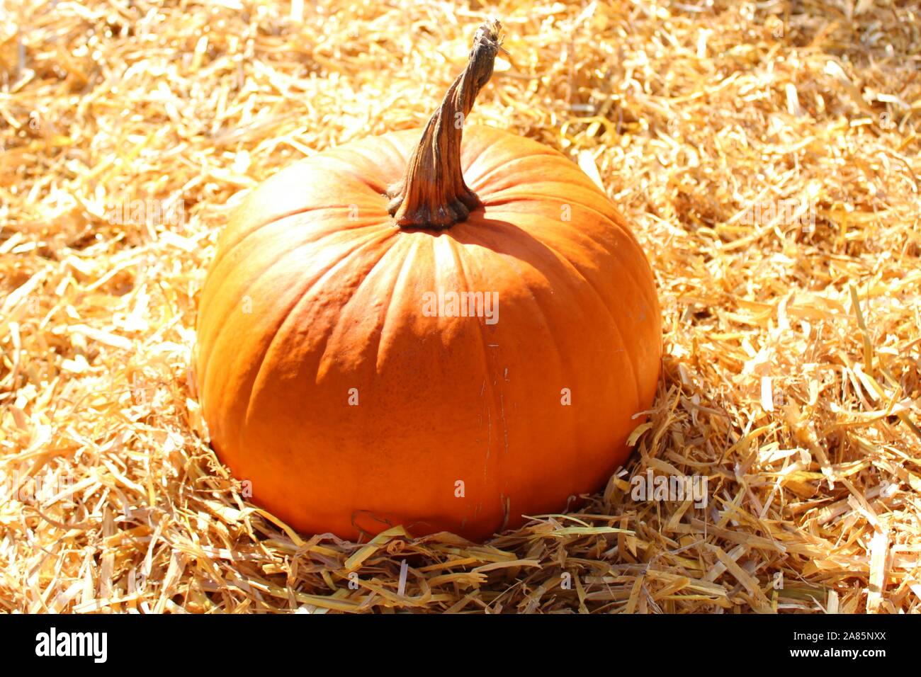 The picture shows a halloween pumpkin on straw Stock Photo - Alamy
