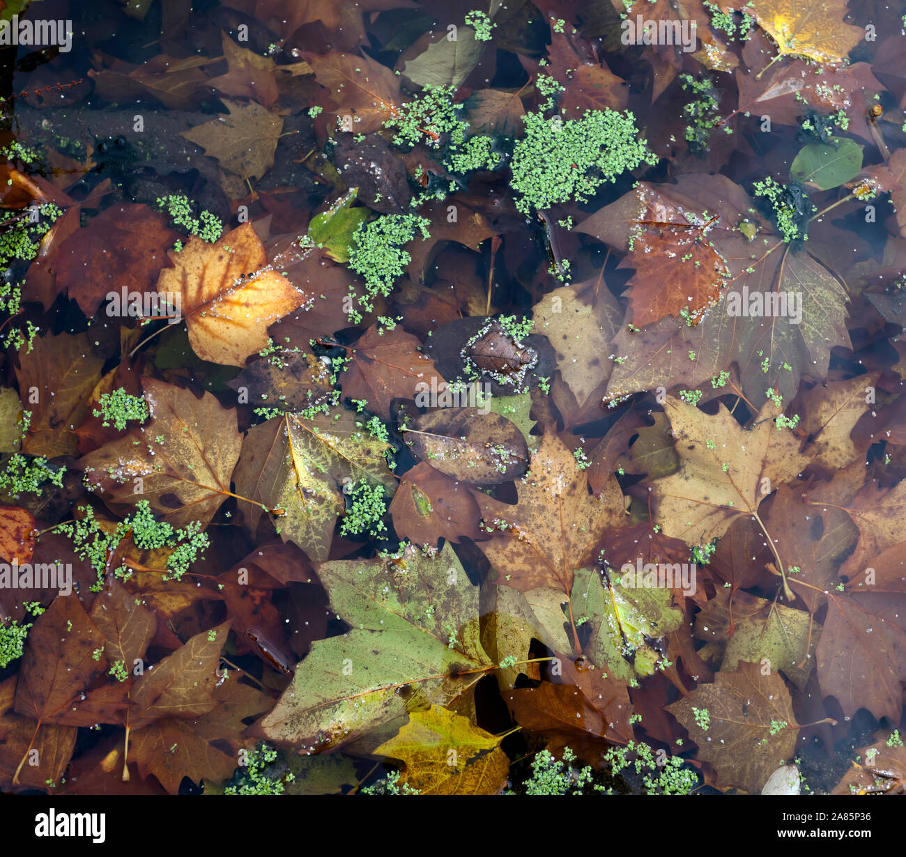 Close-up, Autumnal view, looking down into a small, leaf-filled pond ...