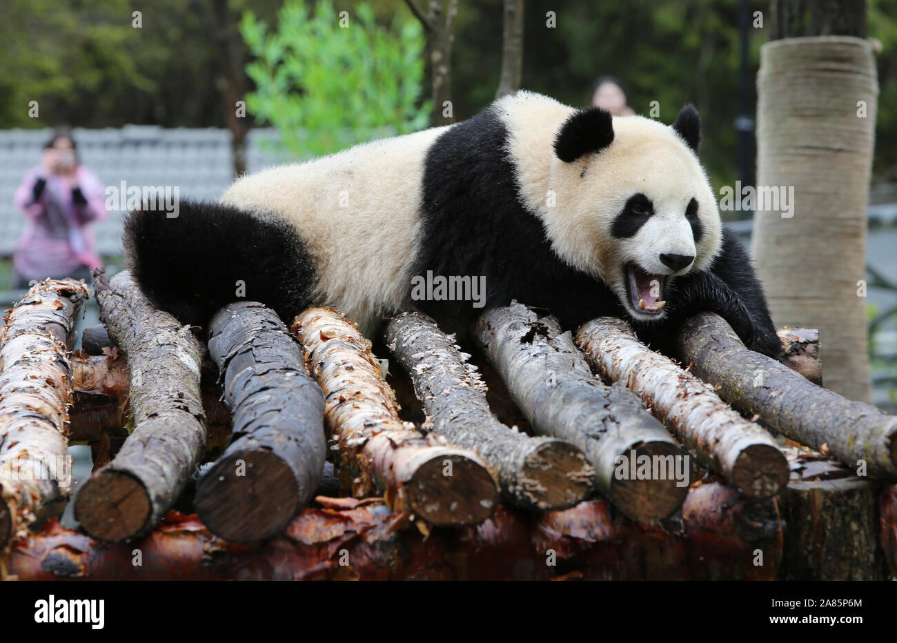 Chinese little panda hi-res stock photography and images - Alamy