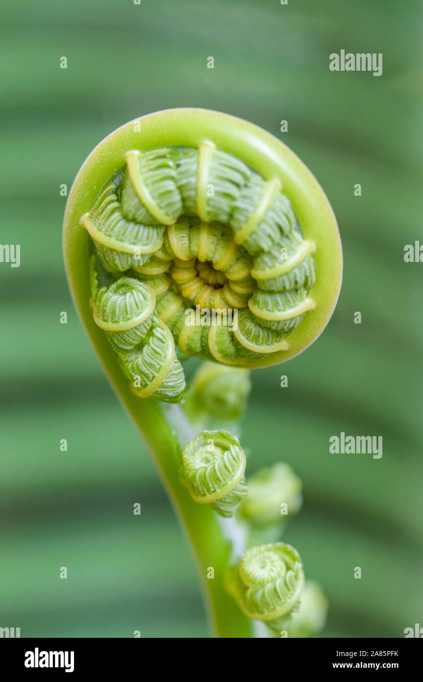 Fronds Fiddle head Ferns close up with blur leaf background in overcast ...