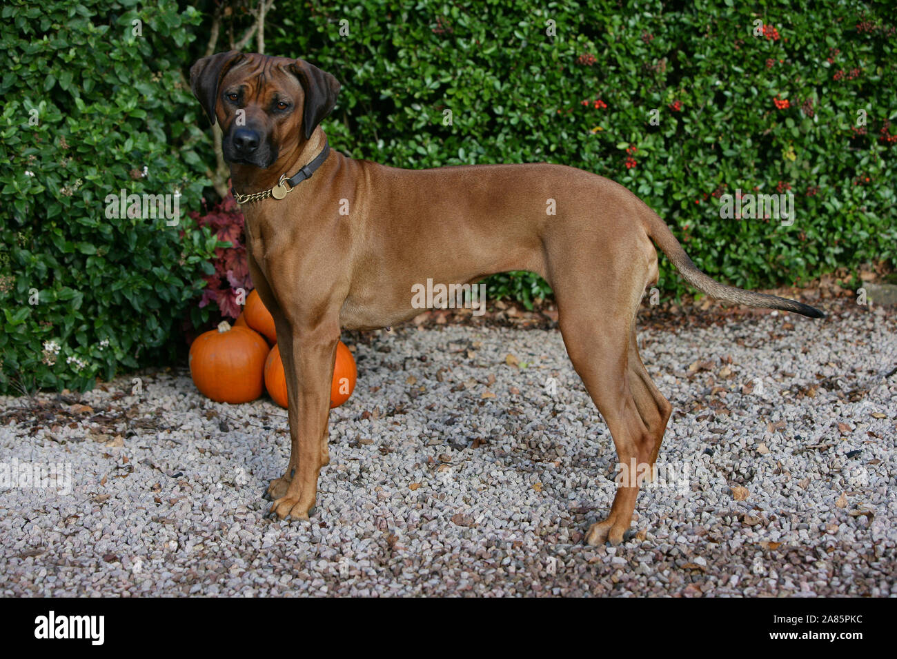 Rhodesian Ridgeback On Beach High Resolution Stock Photography and ...
