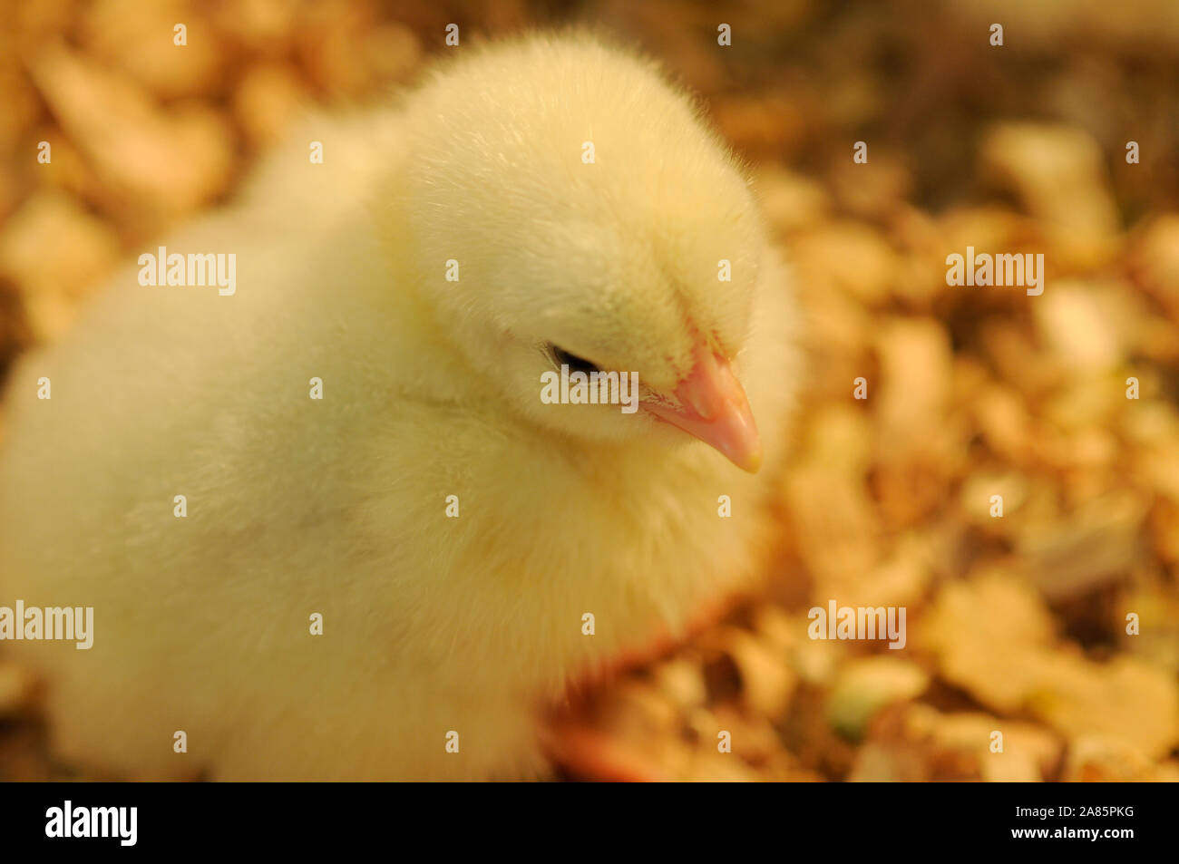Young yellow chicks newly hatch in an incubators under observation ...