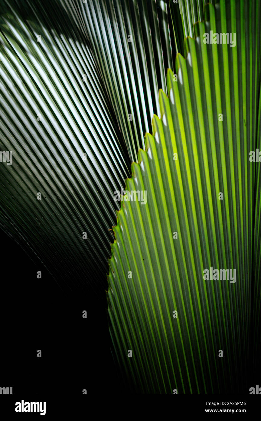 Abstract radial leaf pattern hi-res stock photography and images - Alamy