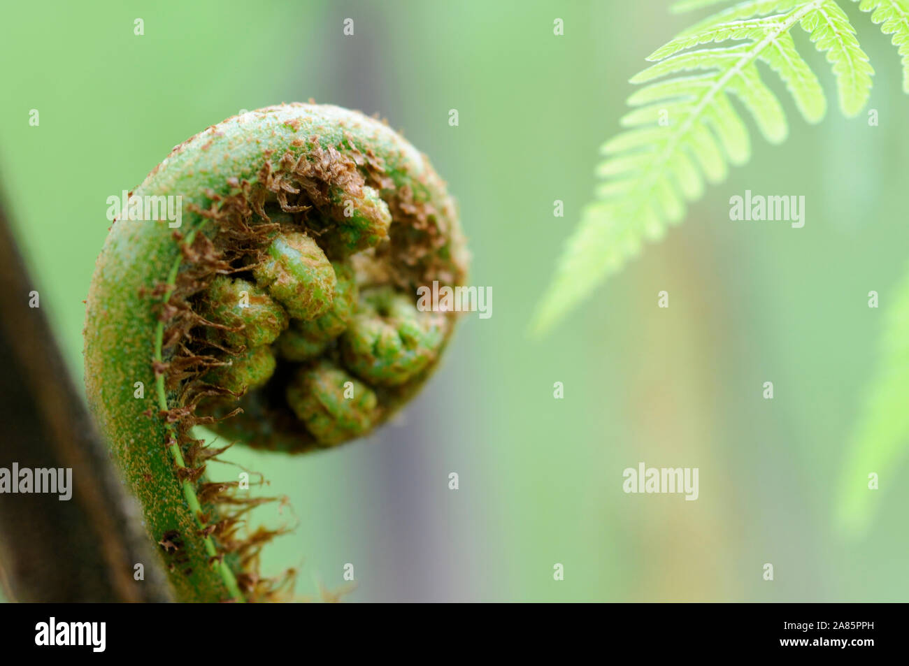 Fiddle Head Ferns close up in morning light with blur background Stock ...