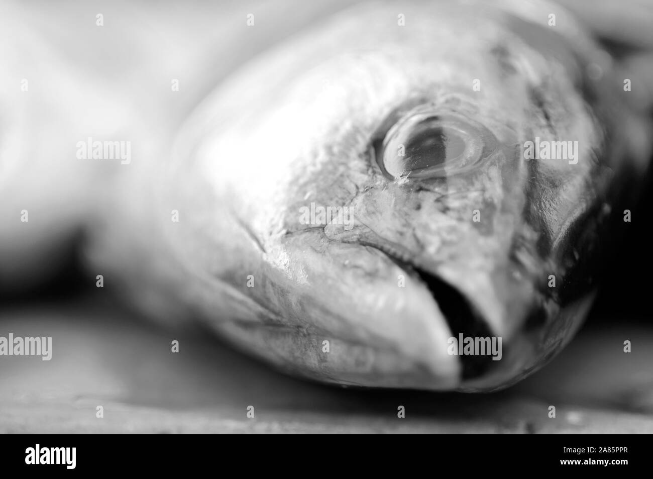 Freshly caught Fish on display in market Stock Photo - Alamy