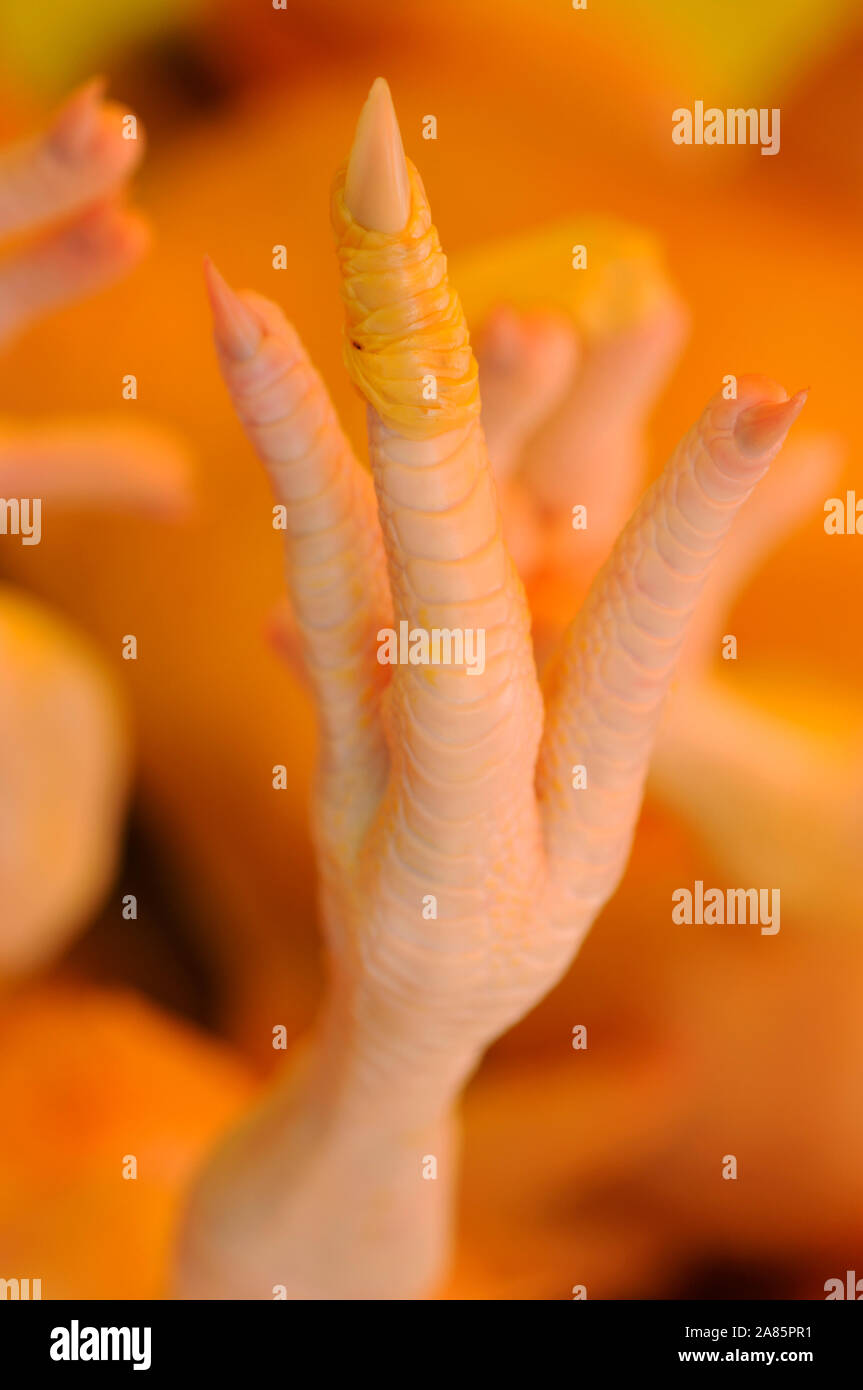 Chicken Feet High Resolution Stock Photography and Images - Alamy