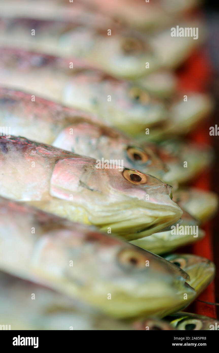 Fish on display in Asian market arranged in rows in daylight Stock ...