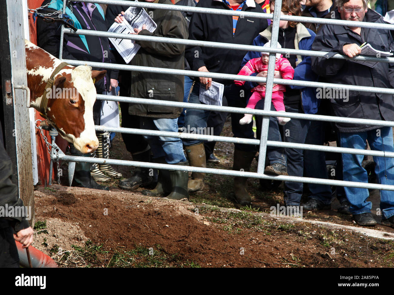 A farm auction of dairy cows. Photo Jeppe Gustafsson Stock Photo - Alamy