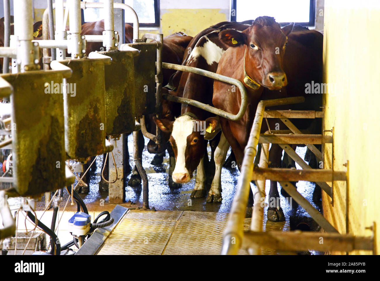 A farm auction of dairy cows. Photo Jeppe Gustafsson Stock Photo - Alamy