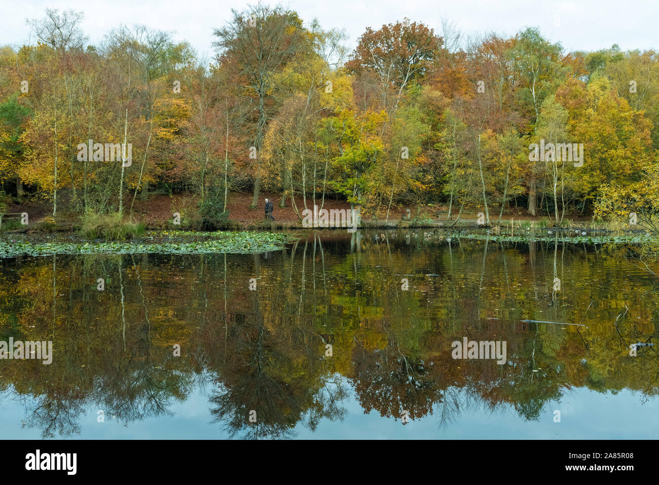 Several beeches hi-res stock photography and images - Alamy