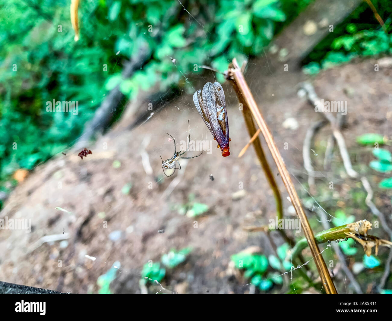 Seattle, Washington - spider catches prey in web Stock Photo - Alamy