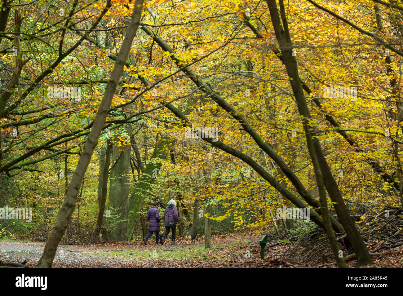 Burnham Beeches, UK. 6 November 2019. UK Weather: Walkers enjoy autumn ...