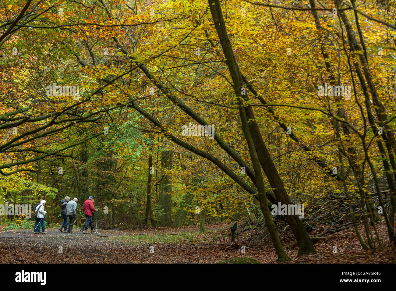 Burnham Beeches, UK. 6 November 2019. UK Weather: Walkers enjoy autumn ...