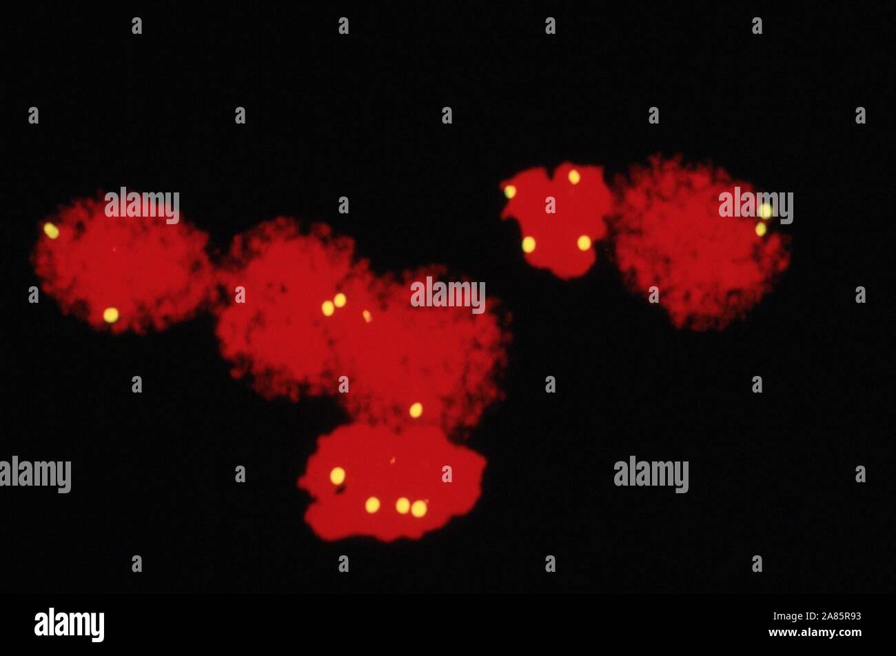Chromosome 18 High Resolution Stock Photography and Images - Alamy