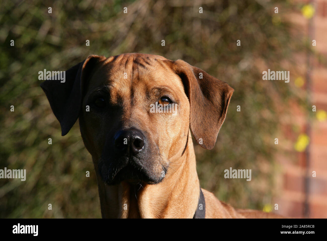 Rhodesian Ridgeback On Beach High Resolution Stock Photography and ...