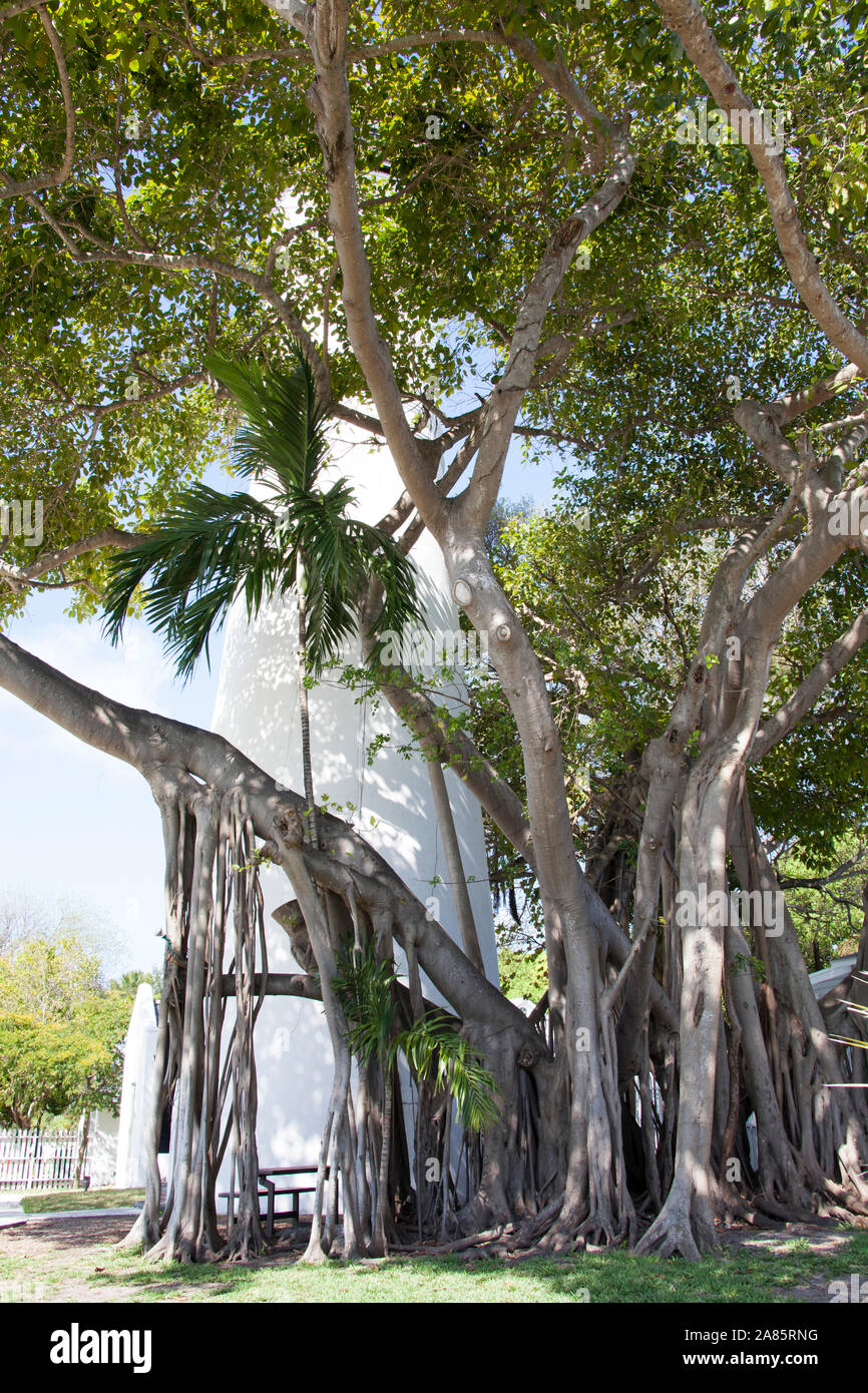 The exotic tree growing by the historic Key West town lighthouse ...