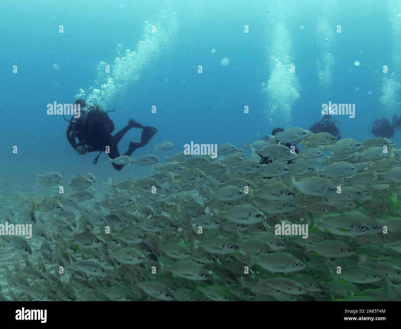 A group of scuba divers faces shoal of bastard grunts Pomadasys incisus ...