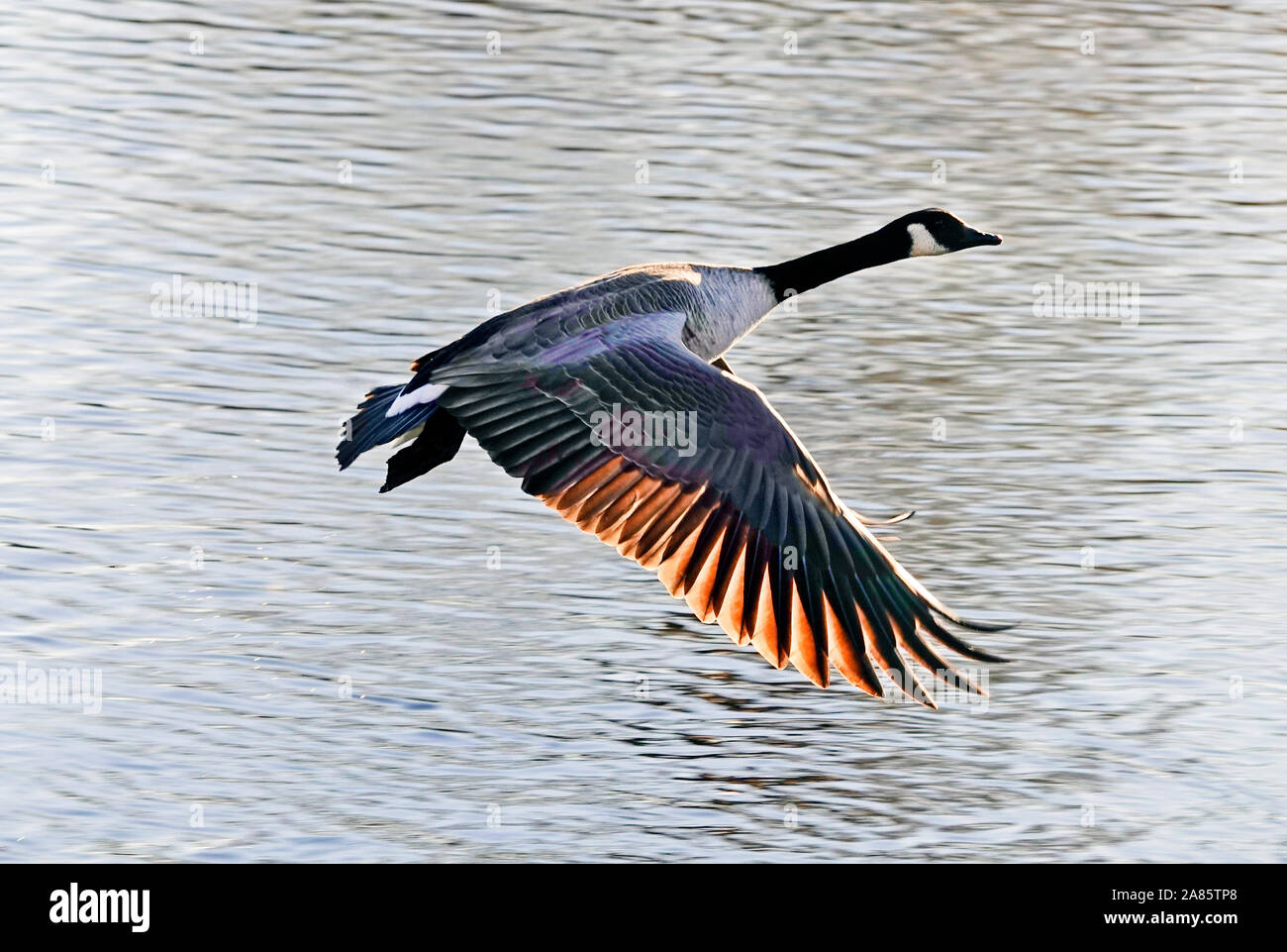 Waterfowl in flight hi-res stock photography and images - Alamy