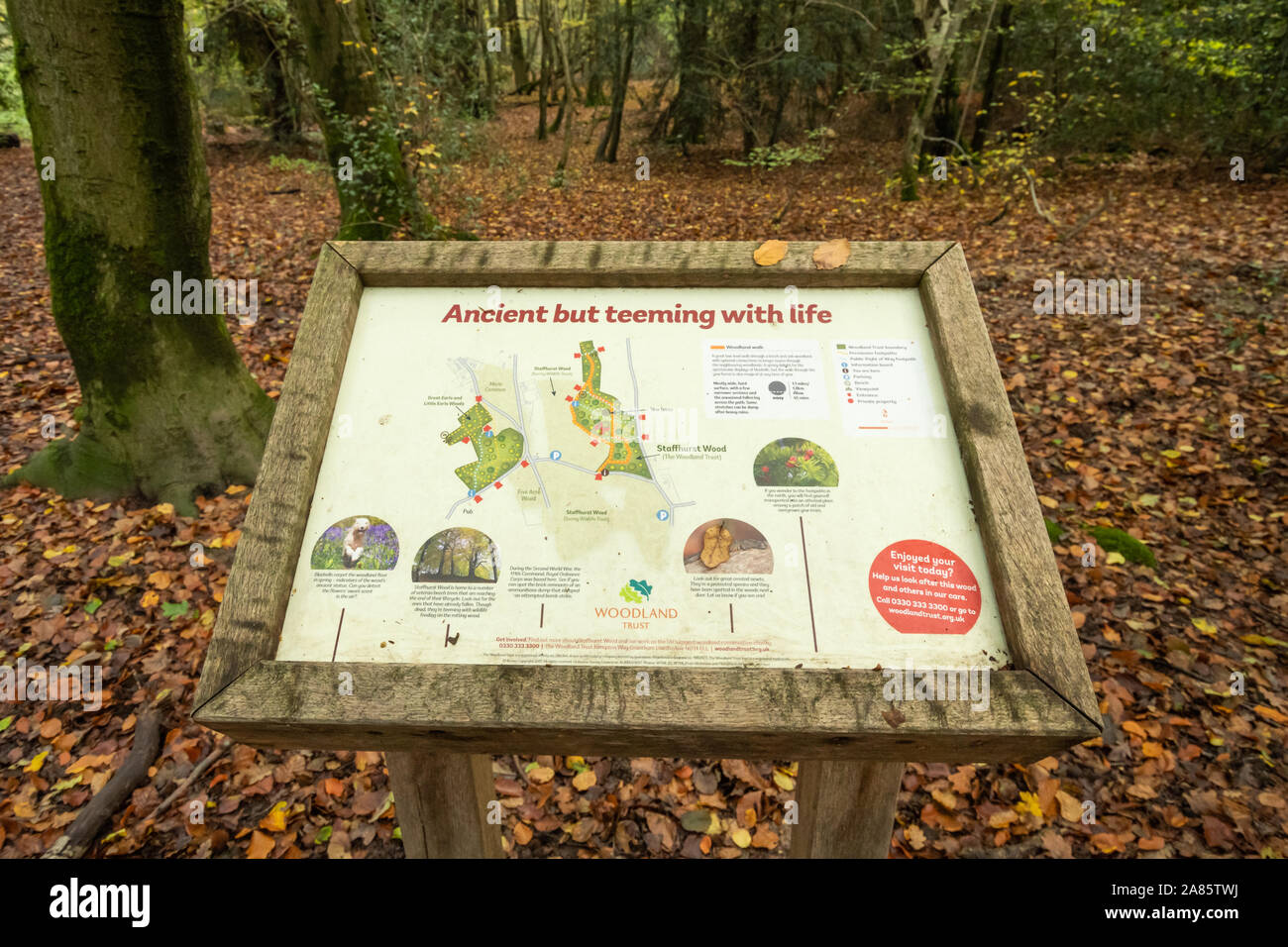 Information board explaining about ancient woodland and wildlife at ...