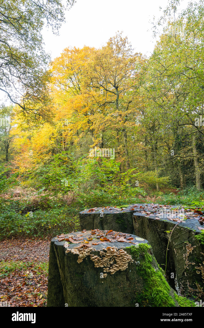 Staffhurst Wood (Staffhurst Woods) - woodland landscape with autumn ...