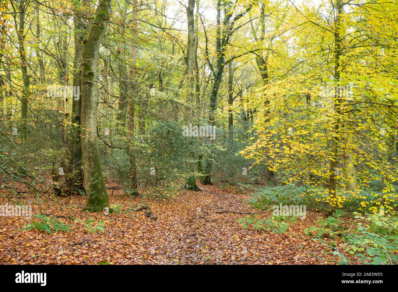 Staffhurst Wood (Staffhurst Woods) - woodland landscape with autumn ...