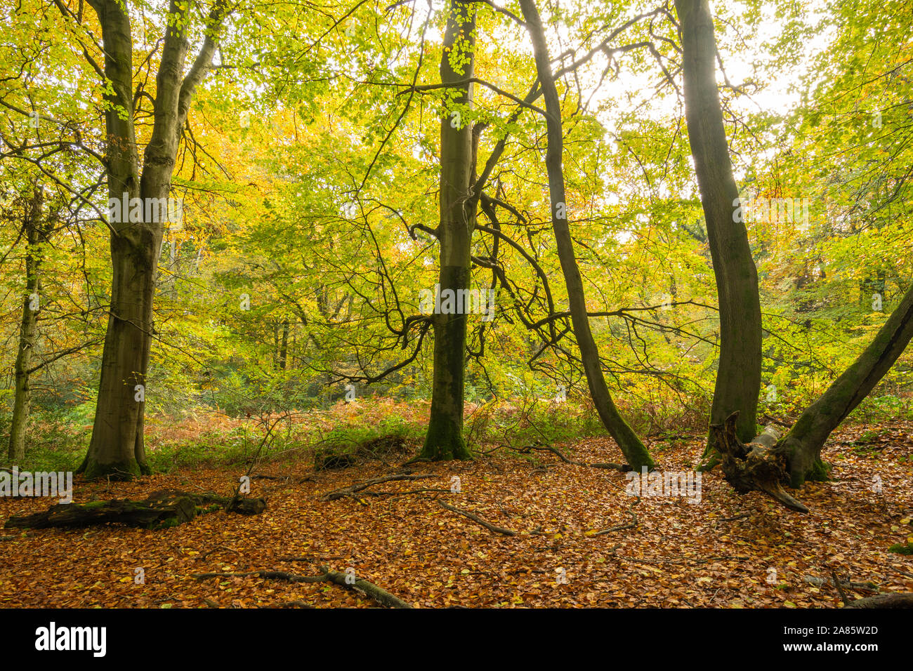 Staffhurst hi-res stock photography and images - Alamy