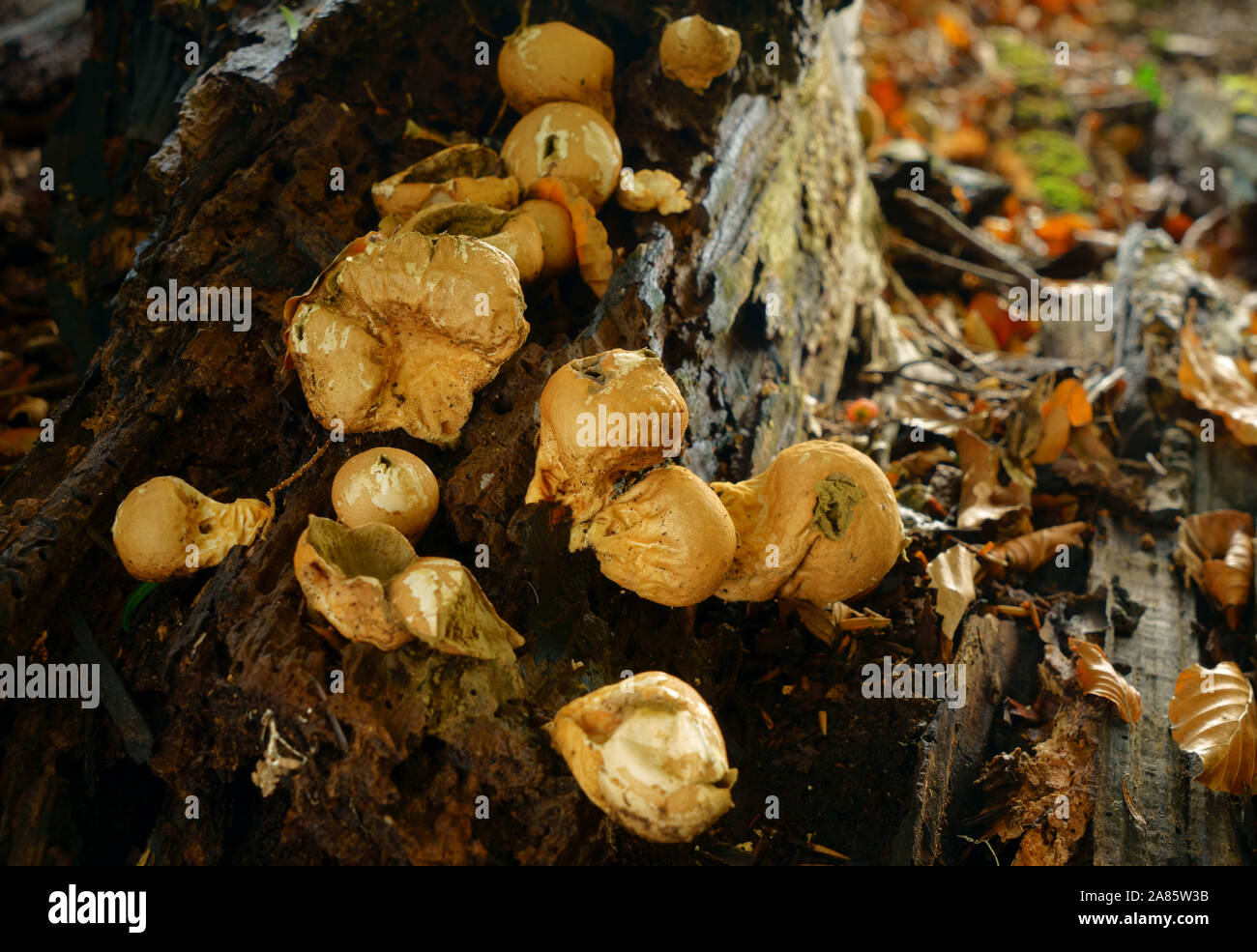 Puffballs hi-res stock photography and images - Alamy