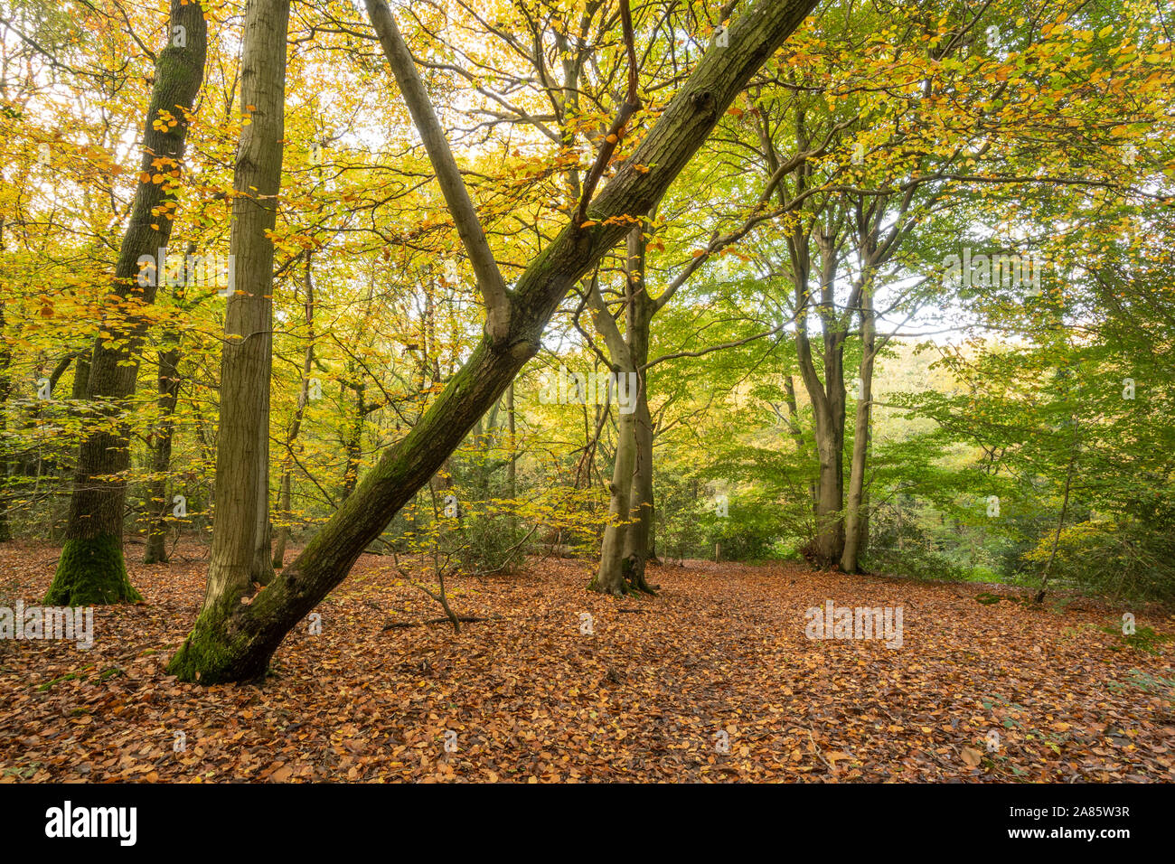Woodland colours hi-res stock photography and images - Alamy