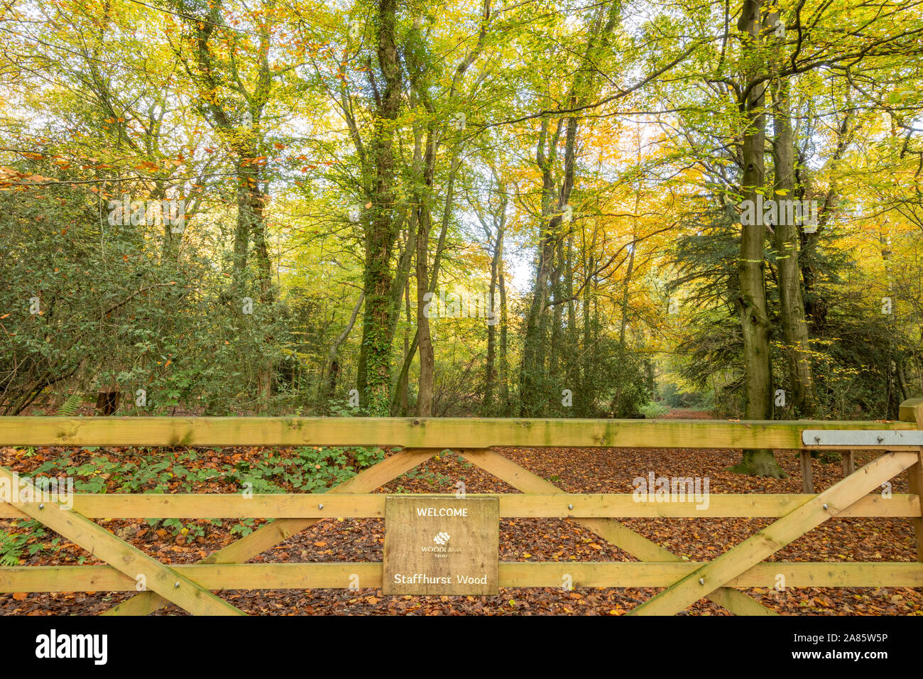 Woodland colours hi-res stock photography and images - Alamy