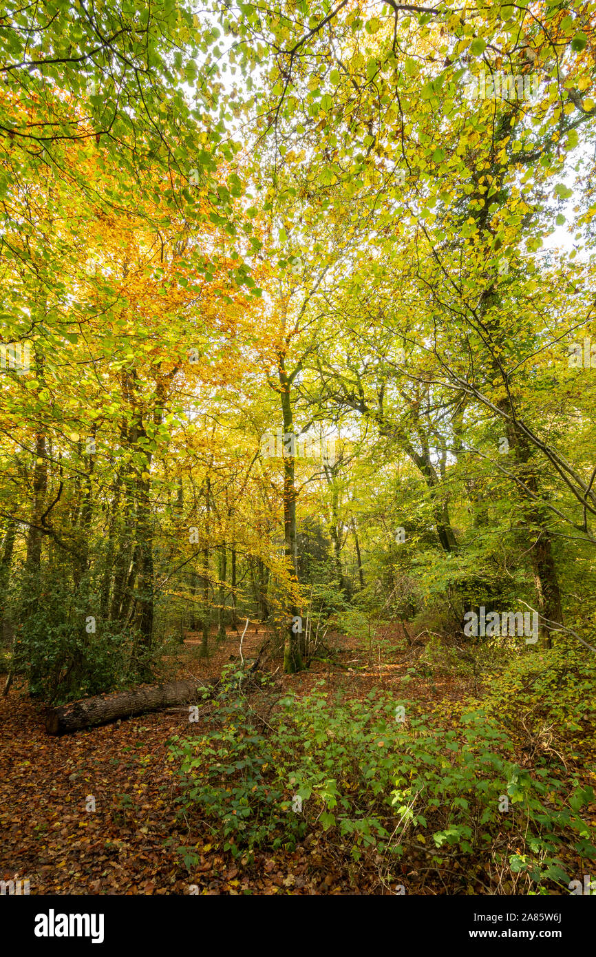 Staffhurst Wood (Staffhurst Woods) - woodland landscape with autumn ...
