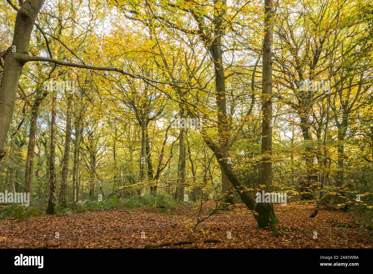 Staffhurst Wood (Staffhurst Woods) - woodland landscape with autumn ...