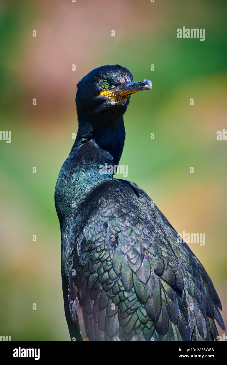 Puffin colonies hi-res stock photography and images - Alamy
