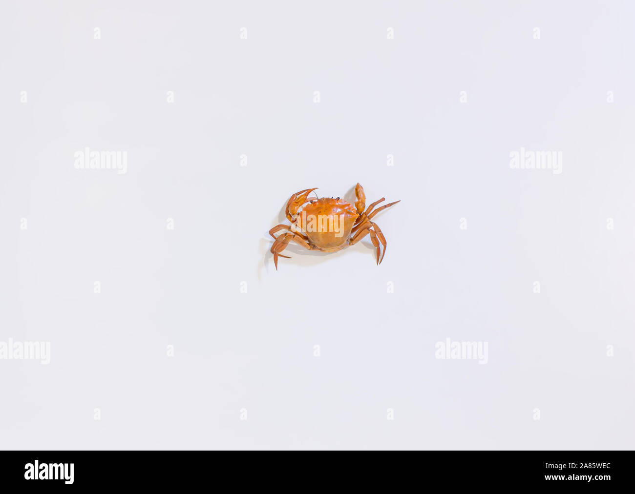 A small red crab on a white background Stock Photo - Alamy