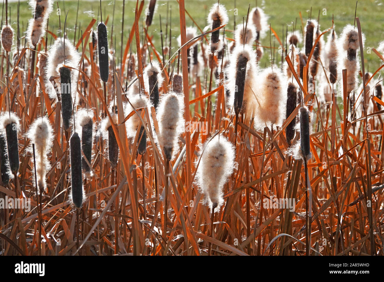 Cattails pond hi-res stock photography and images - Alamy