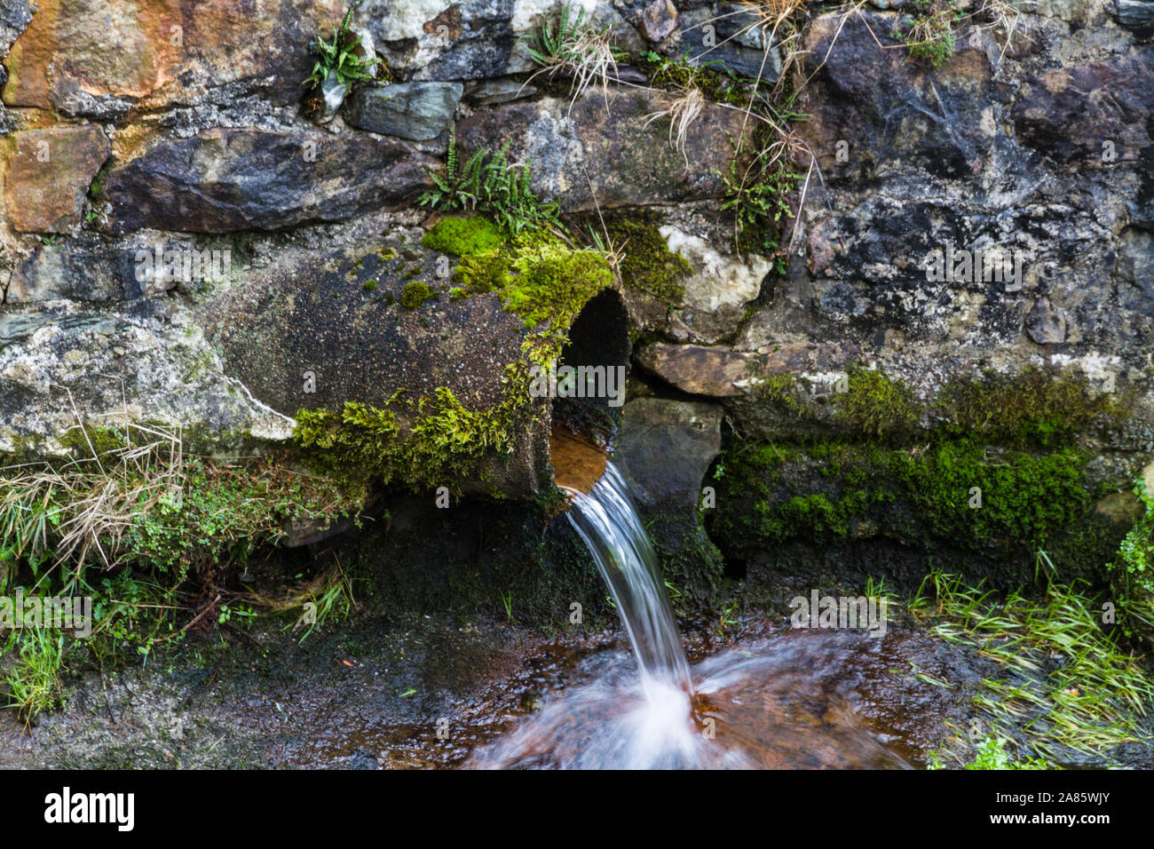 Water flowing from a pipe, encrusted with lichen and plants Stock Photo ...