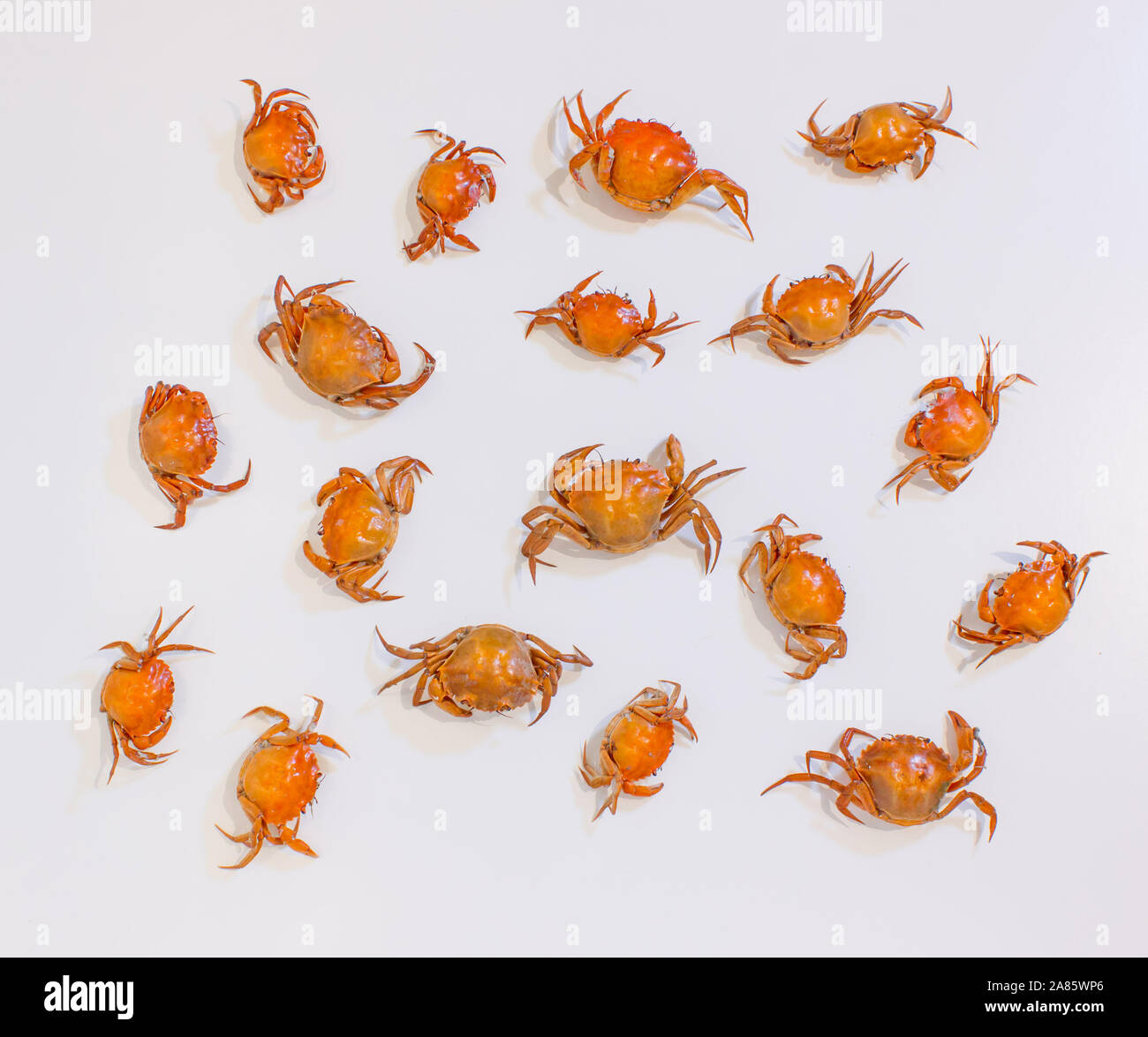 Little dead crab on hi-res stock photography and images - Alamy