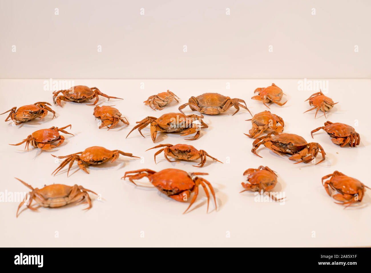Red little crabs on a white floor Stock Photo - Alamy