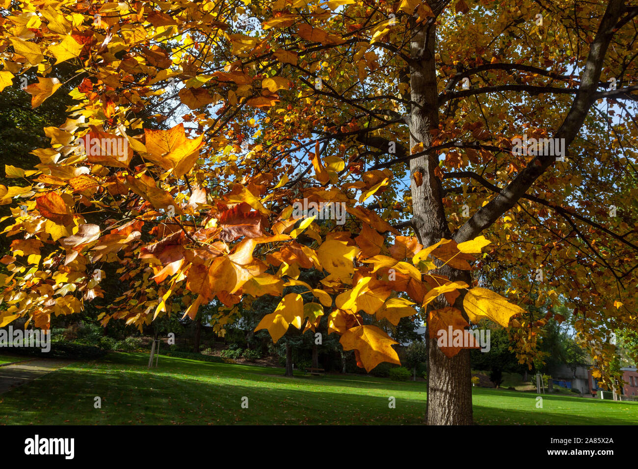 Liriodendron tulipifera hi-res stock photography and images - Alamy
