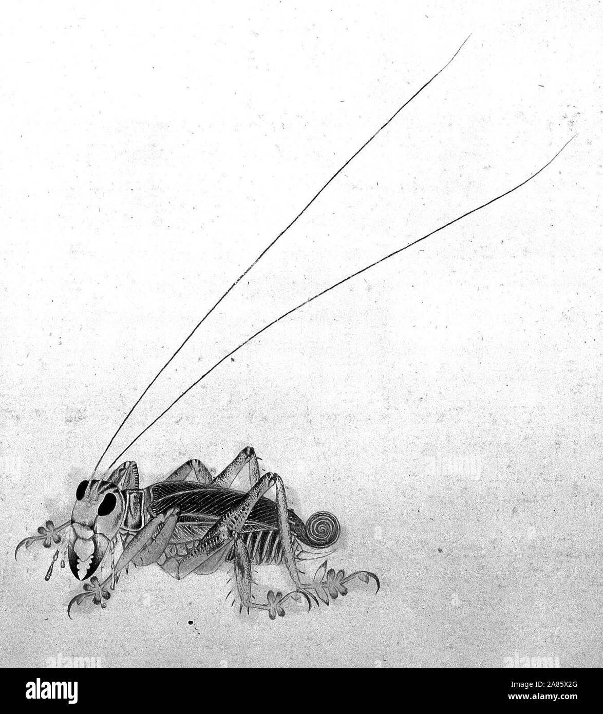 Grasshopper side view Black and White Stock Photos & Images - Alamy