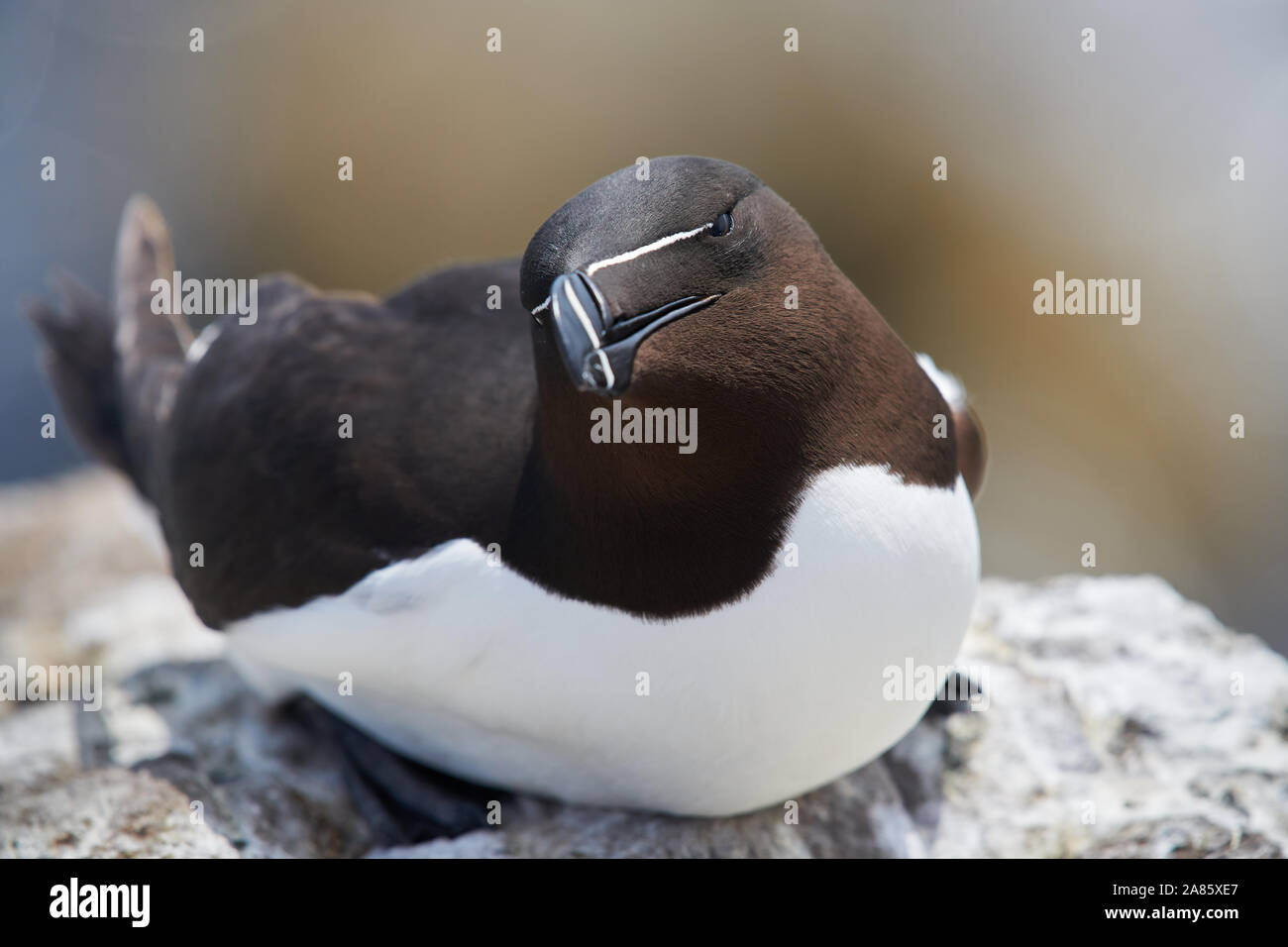 A Razorbill nesting atop a cliff, In the Farne Islands, Northumbria, UK ...