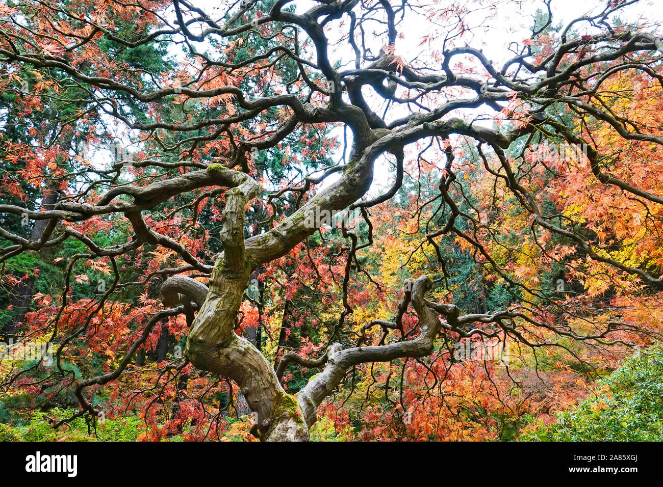An ancient Japanese Maple tree in the world famous Japanese Gardens in ...