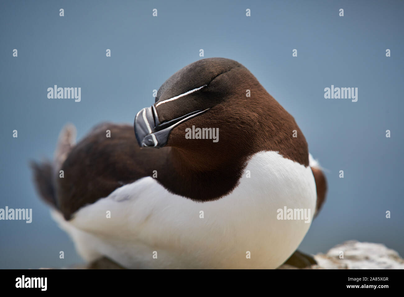 A Razorbill nesting atop a cliff, In the Farne Islands, Northumbria, UK ...