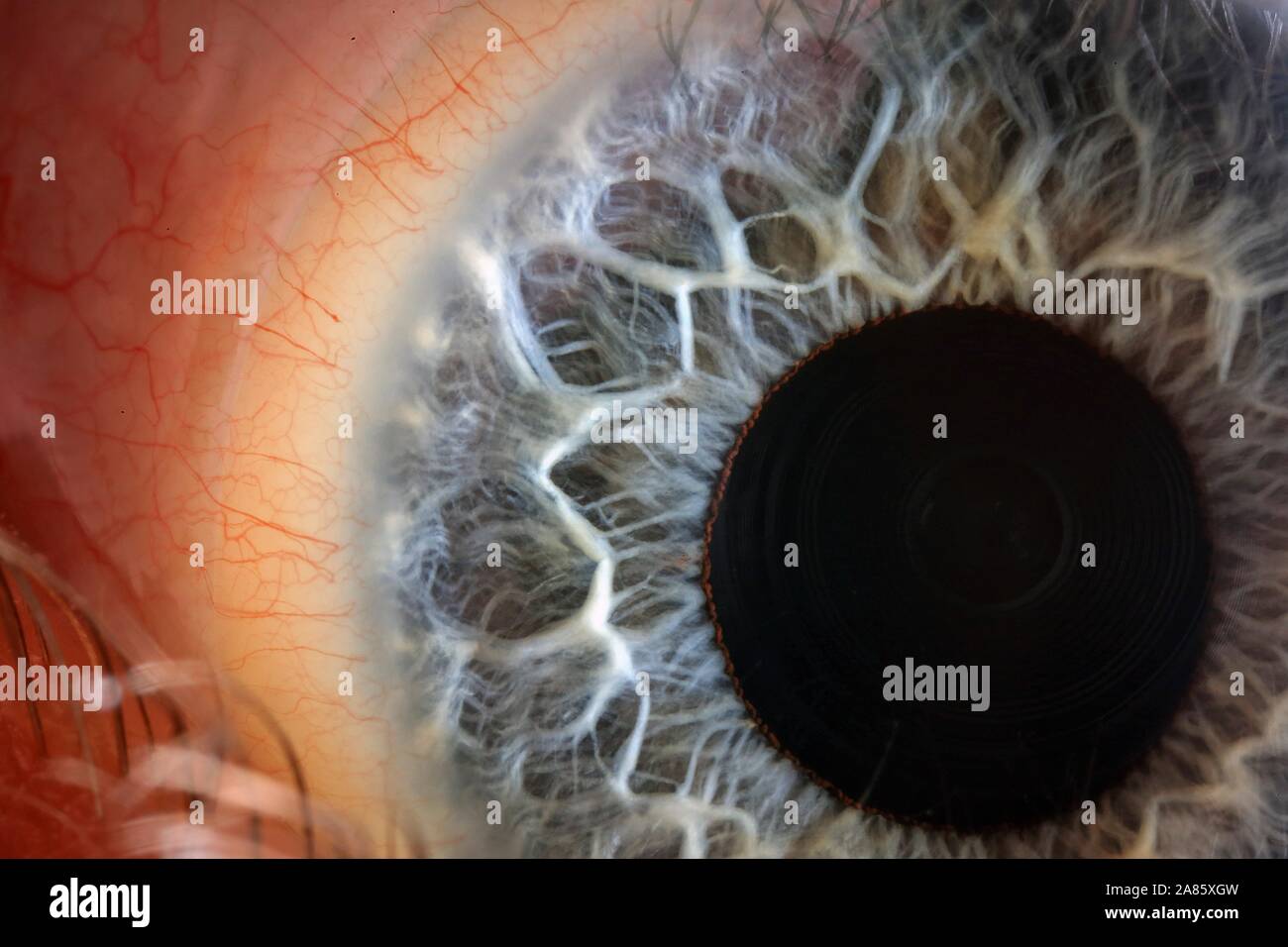 Cross section eye diagram High Resolution Stock Photography and Images ...