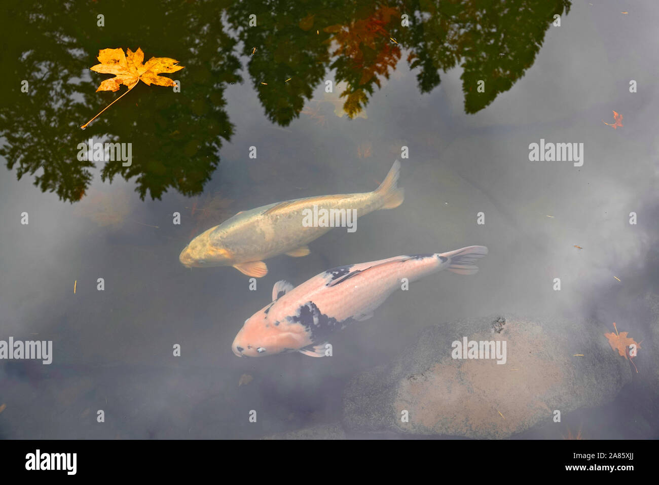 Koi fish in a fish pond the world famous Japanese Gardens in Portland ...