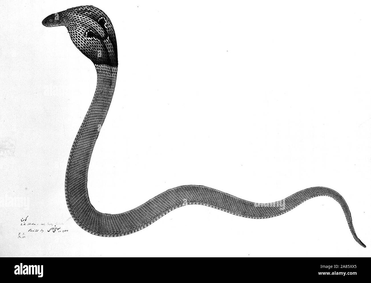 Indian spectacle cobra hi-res stock photography and images - Alamy